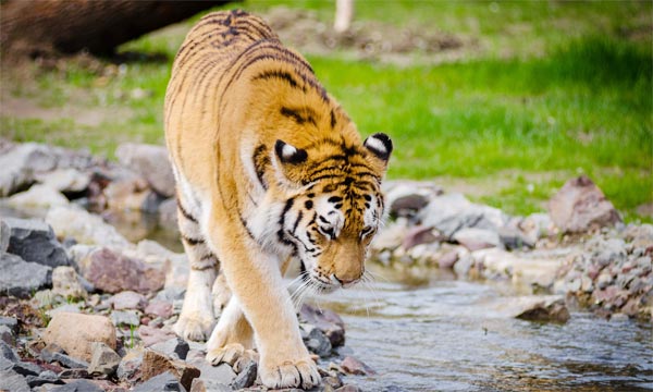 Tiger Watching Tour Package India, Tiger Safari Tour Package- India-tours