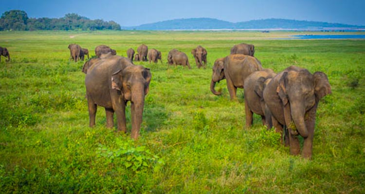 Experience the Most Popular Wildlife Photography Tour of India