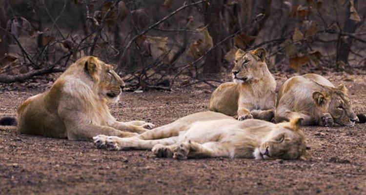 Famous wildlife tour of Gujarat, Explore the Wildlife in Gujarat ...